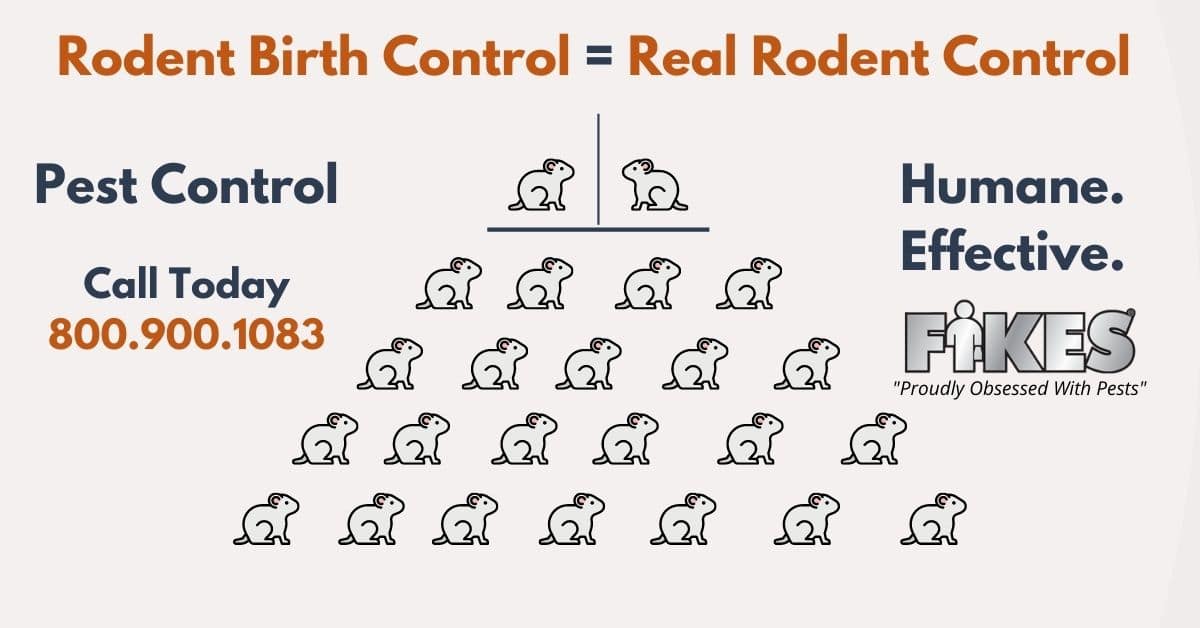 Rat Exterminator Services | Rodent Control Services