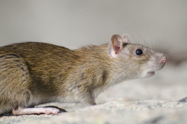 Rodent Season Never Ends: Year-Round Rodent Prevention for Seattle ...