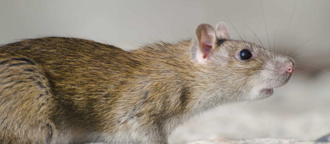 Year-Round Rodent Prevention for Seattle Multi-Family Homes